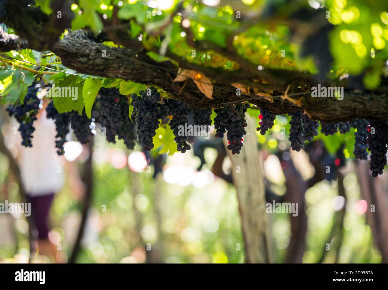 Negra mole hi-res stock photography and images - Alamy