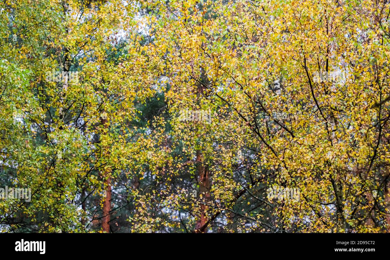 Bright yellow leaves on birch branches in the forest. Autumn background ...