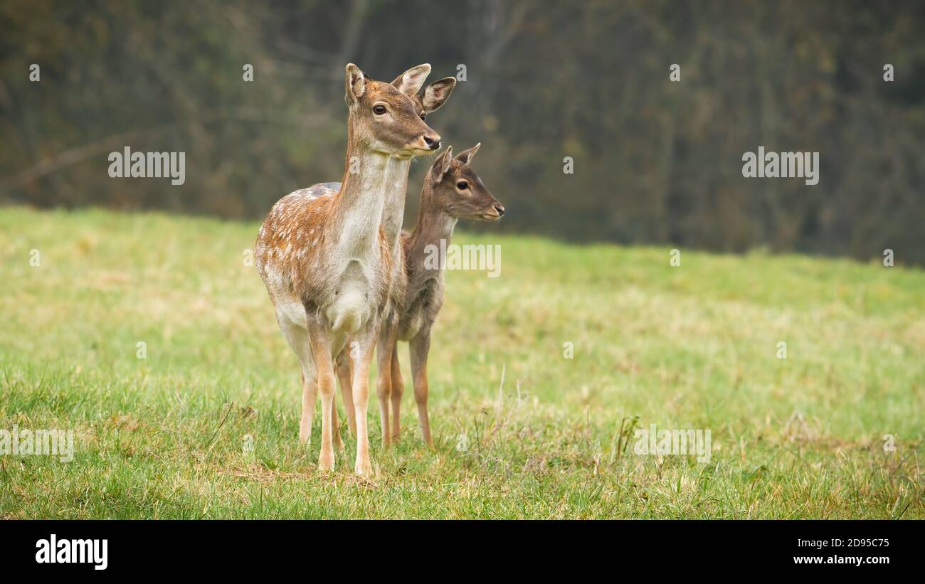 Three young fallow deer hi-res stock photography and images - Alamy
