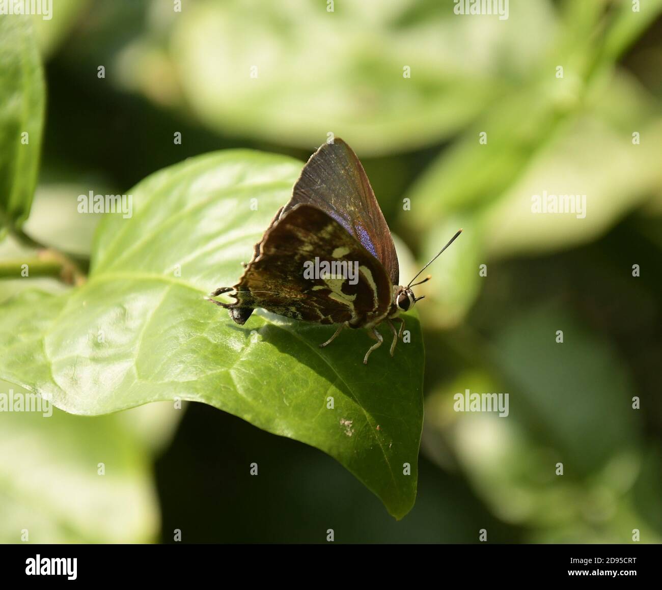 Photo of an insect hi-res stock photography and images - Alamy