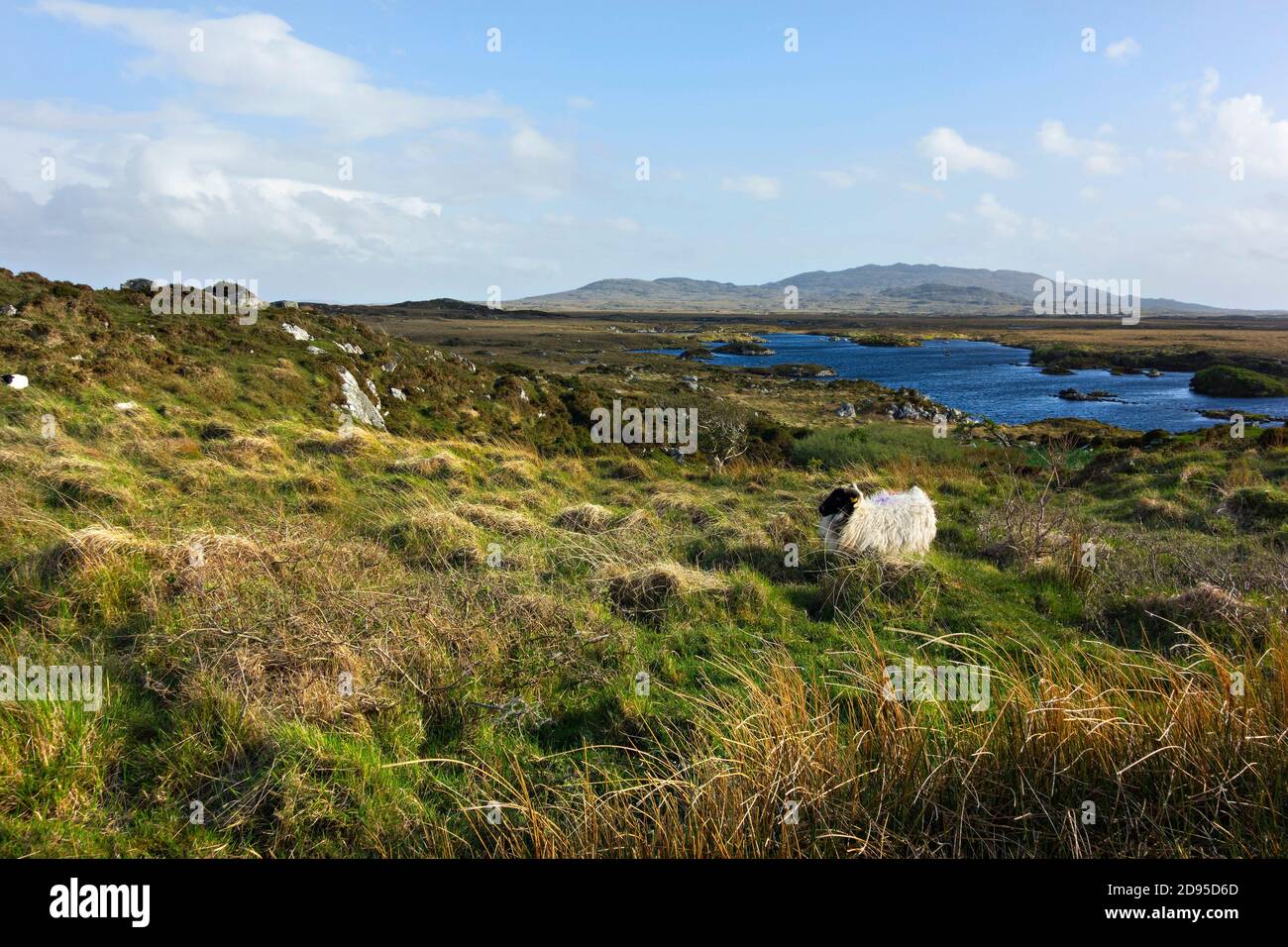 Galway sheep hi-res stock photography and images - Alamy
