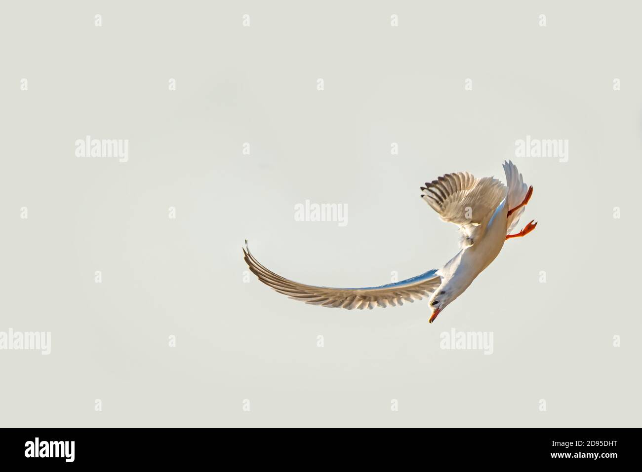 Flying deep hi-res stock photography and images - Alamy