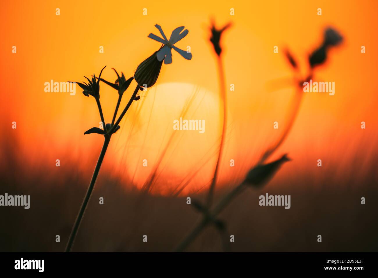 Beautiful flower sunrise hi-res stock photography and images - Alamy