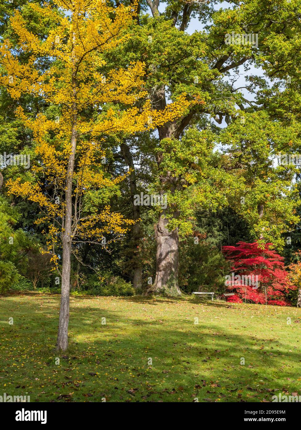 Autumn Trees, Fall Landscape, Englefield House Gardens, Englefield ...