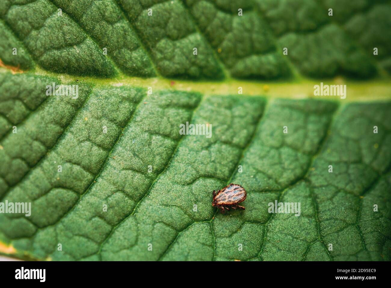 Dermacentor Reticulatus On Green Leaf. Also Known As The Ornate Cow ...