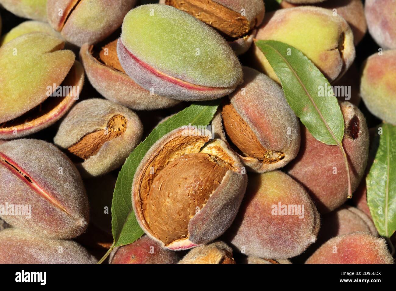 Harvest of almonds. Healthy foods Stock Photo - Alamy