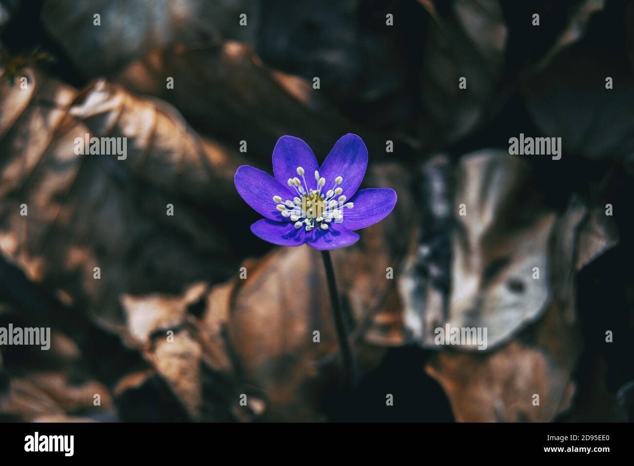 Close-up of an isolated purple flower of anemone hepatica in the wild ...