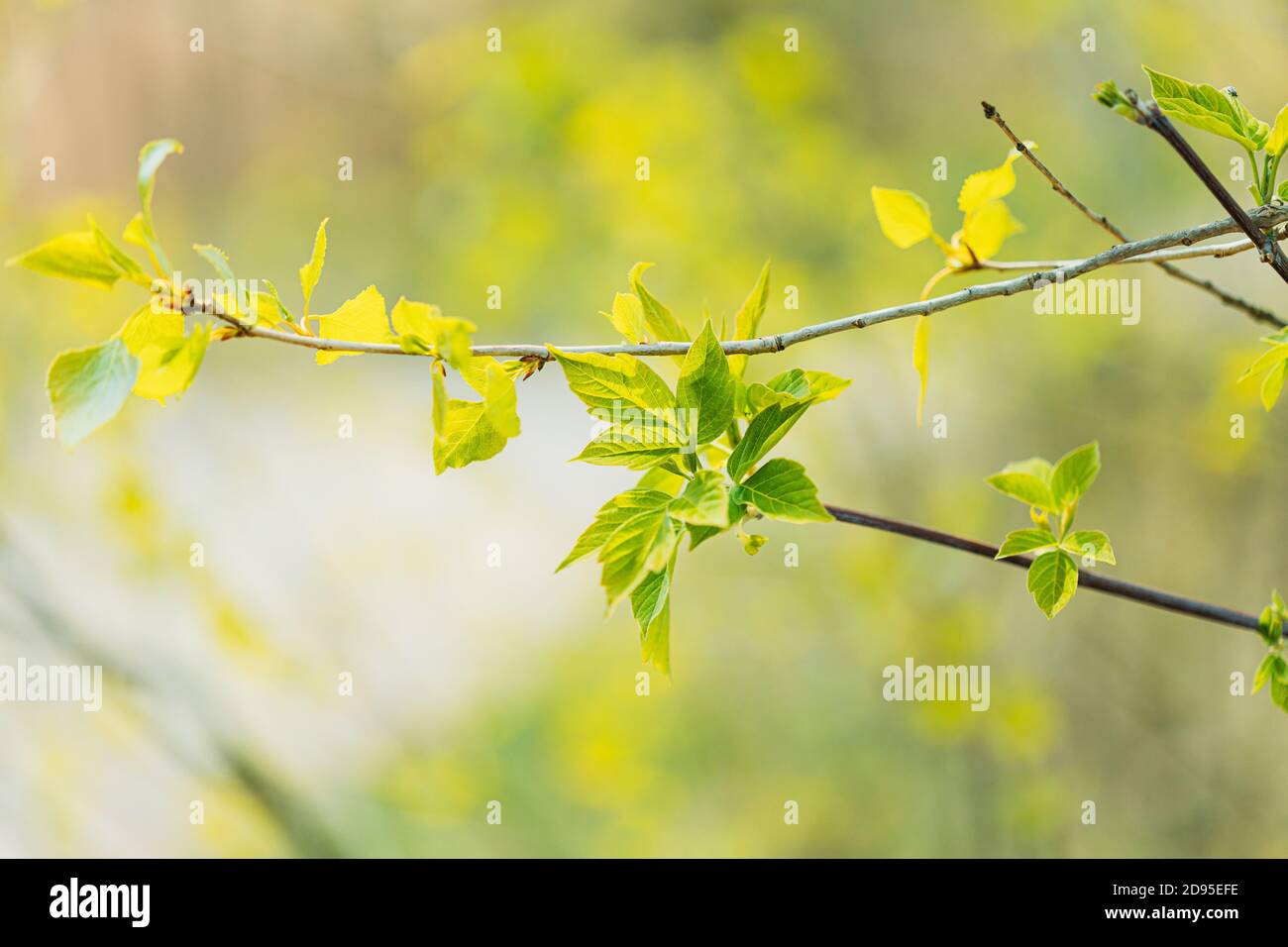 Young Spring Green Leaf Leaves Growing In Branches Of Forest Bush Plant ...