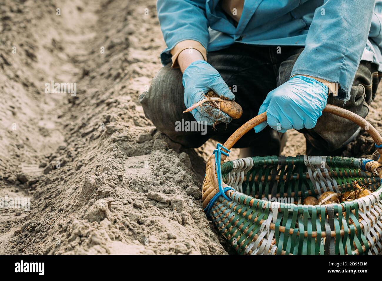 People planting potatoes hand in hi-res stock photography and images ...