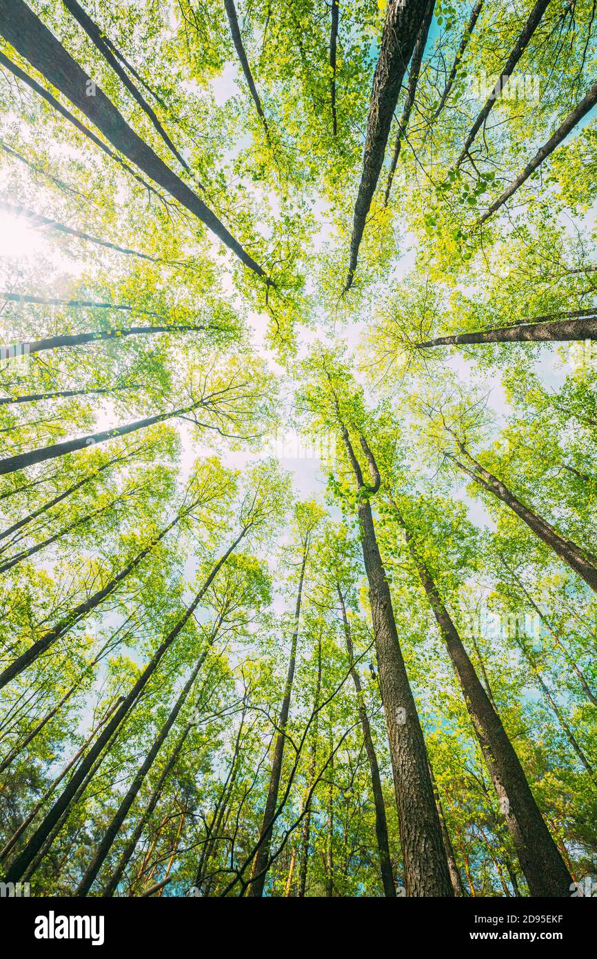 Looking Up In Beautiful Pine Deciduous Forest Trees Woods Canopy ...
