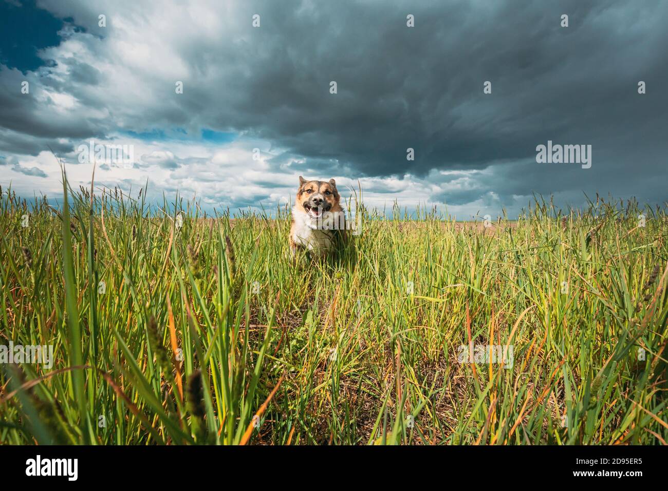 Angry dog running hi-res stock photography and images - Alamy