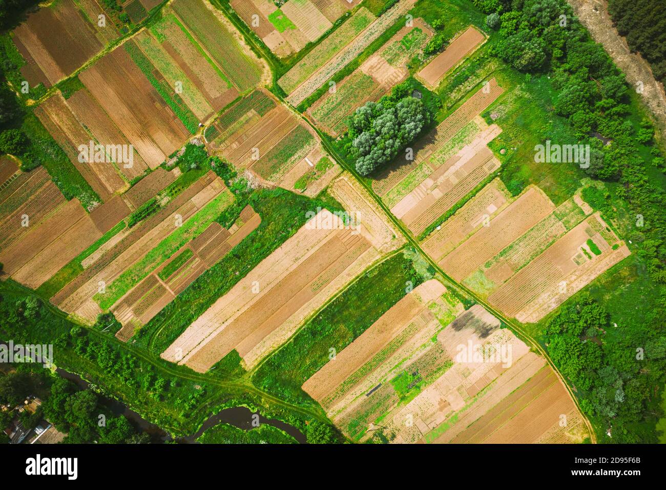 Aerial View Of Vegetable Garden. Potato Plantation At Summer Day ...