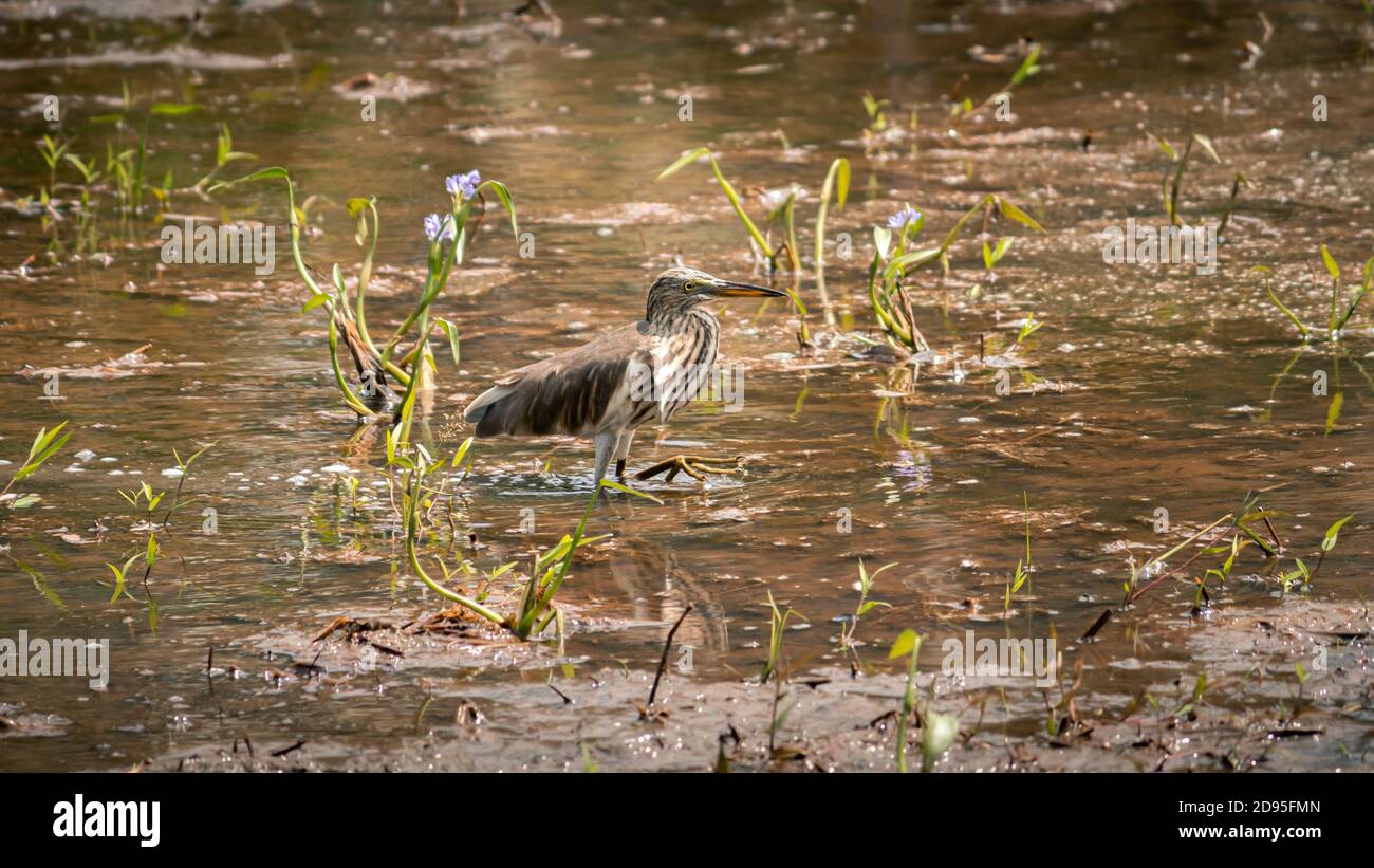 Bittern beak eyes hi-res stock photography and images - Alamy