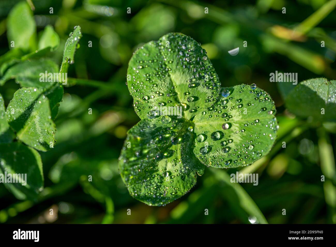 The green trefoil leaf with dew drops. Autumn fresh morning. Selective ...