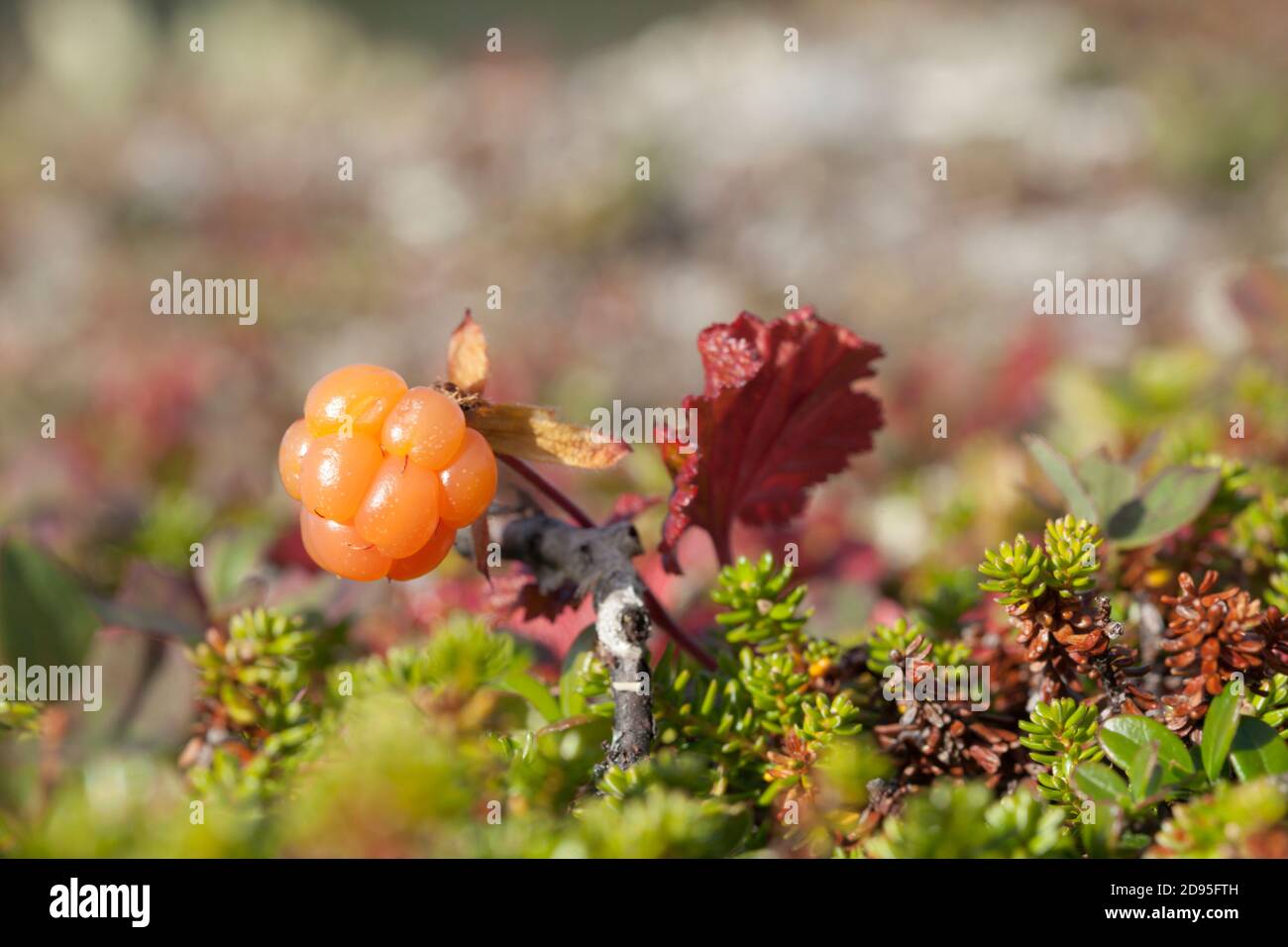 Arctic tundra berries hi-res stock photography and images - Alamy