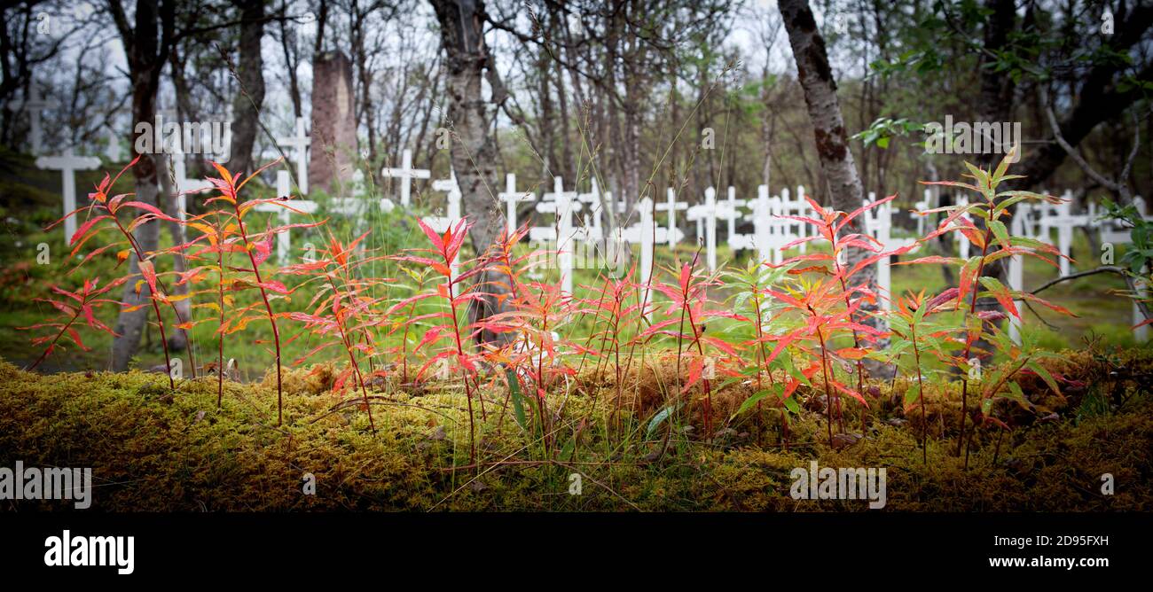 Colorful vegetation, plants this side the Navvy cemetery in memorial up ...