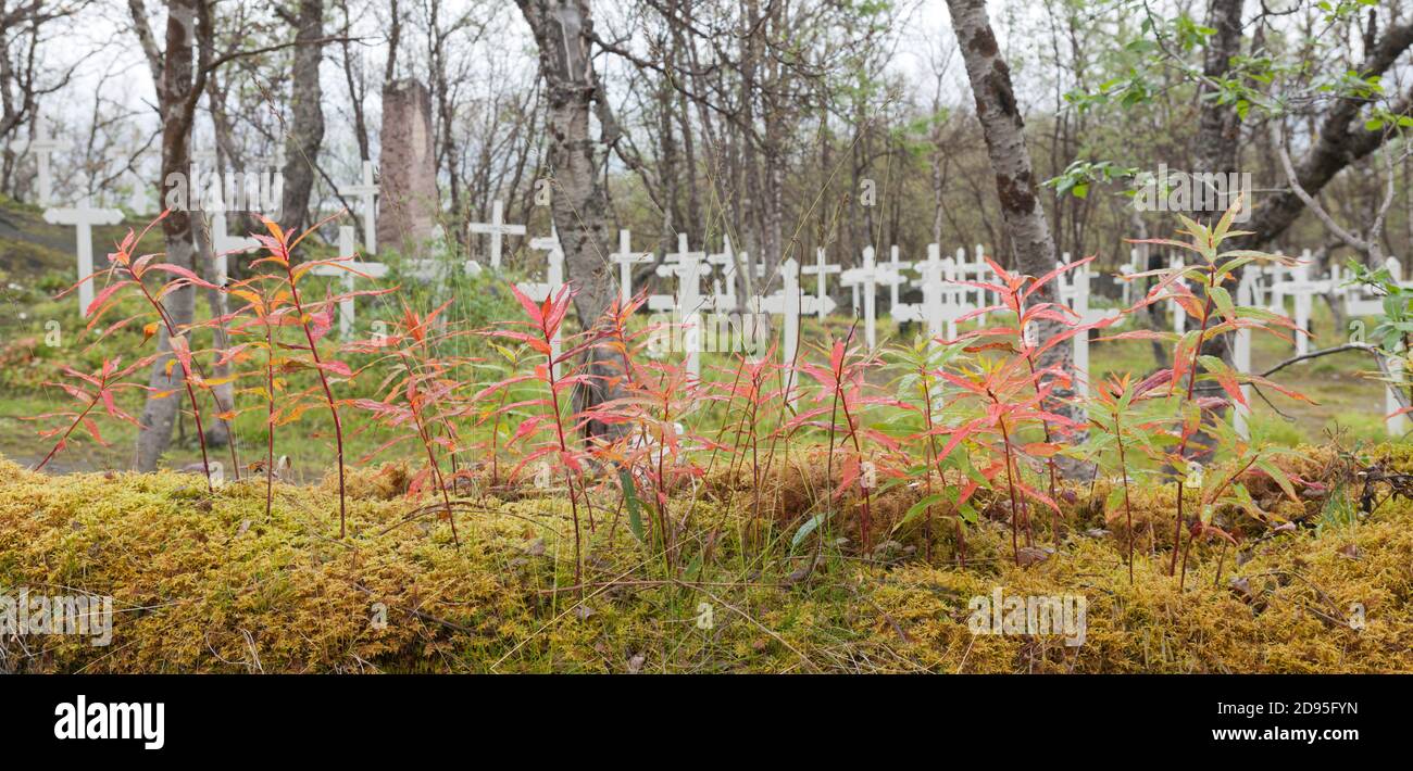 Colorful vegetation, plants this side the Navvy cemetery in memorial up ...