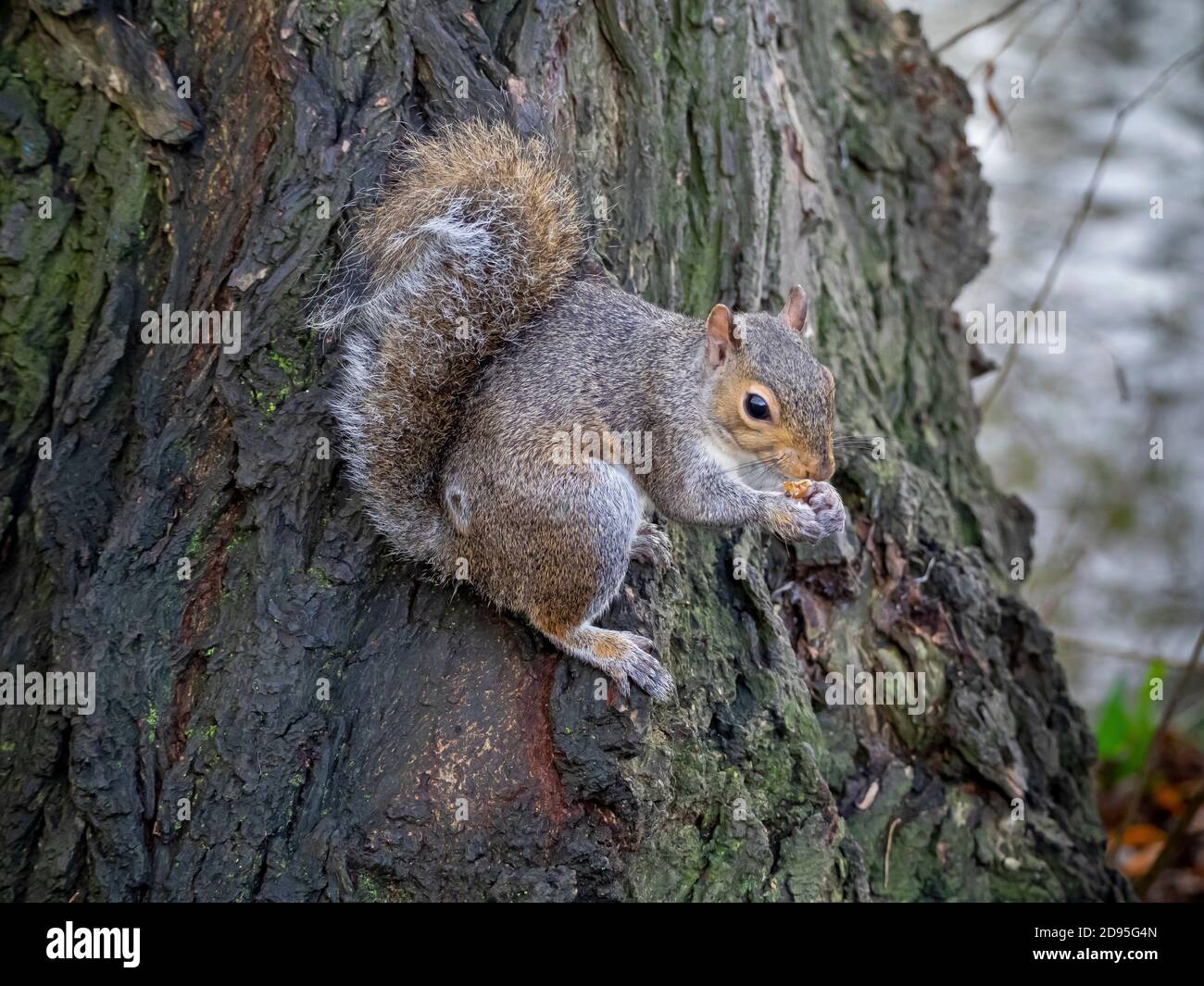 Squirrel autumn tree hi-res stock photography and images - Alamy