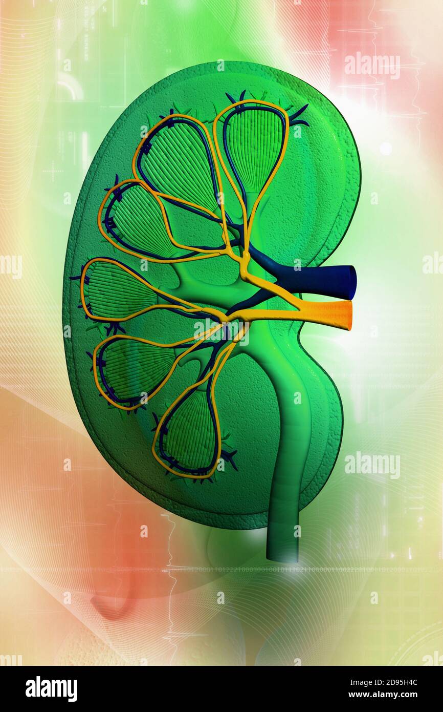 Anatomical drawing of a kidney Stock Photo - Alamy