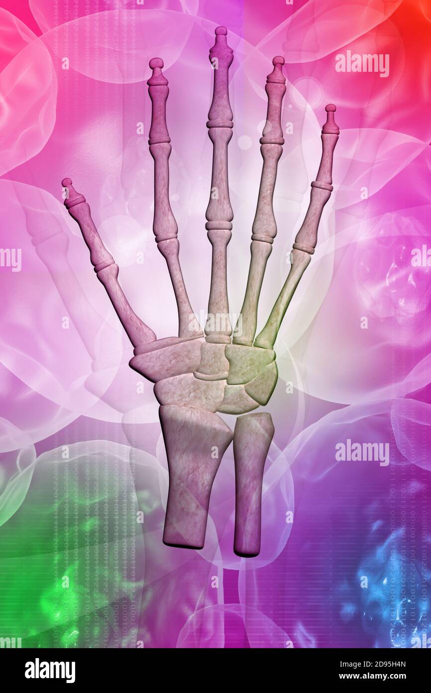 X ray wrist medical skeleton biology science anatomical hi-res stock ...