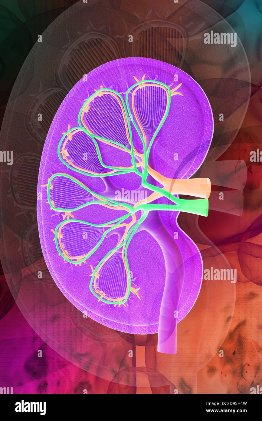 Anatomical drawing of a kidney Stock Photo - Alamy