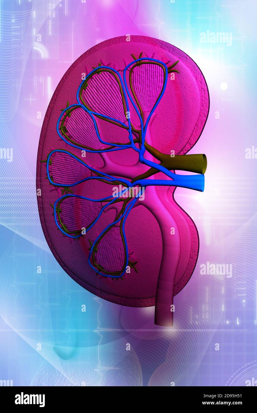 Anatomical drawing of a kidney Stock Photo - Alamy