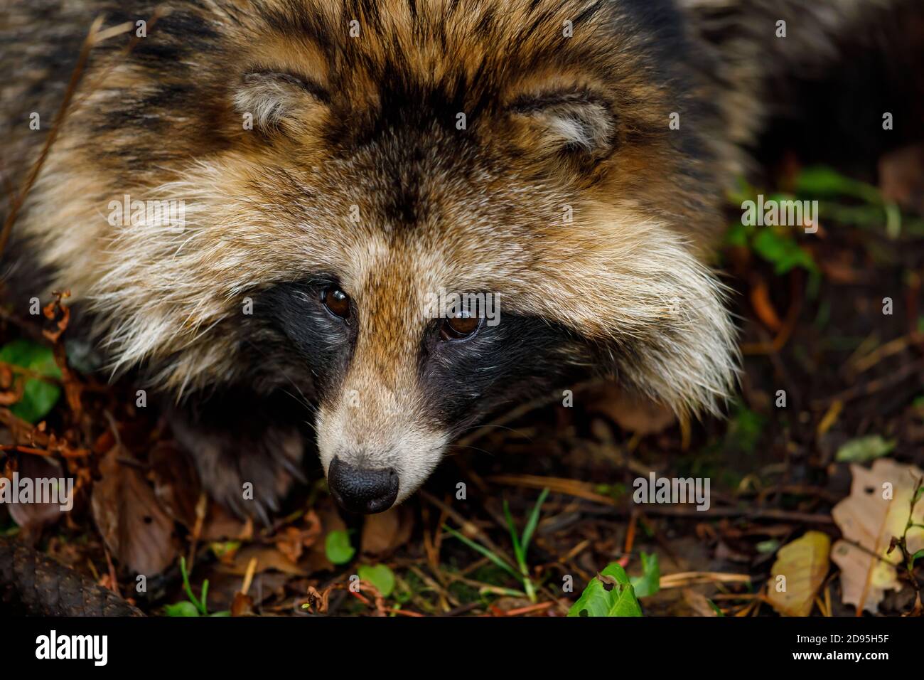 Are Japanese Raccoon Dog Endangered