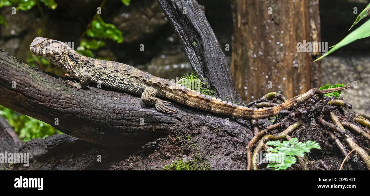 Close-up view of a Chinese Crocodile Lizard (Shinisaurus crocodilurus ...