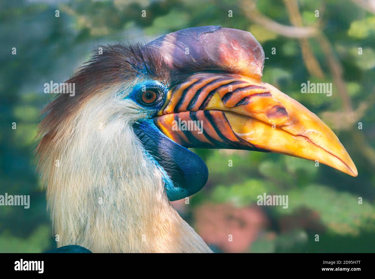 Close-up view of a male Knobbed Hornbill - Rhyticeros cassidix Stock ...