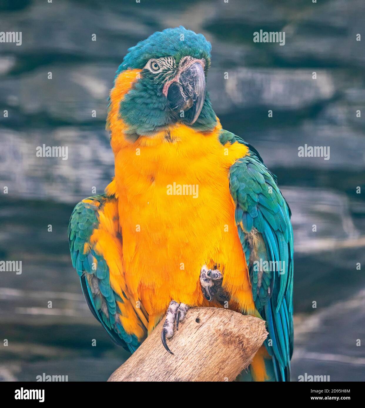 Ara glaucogularis hi-res stock photography and images - Alamy