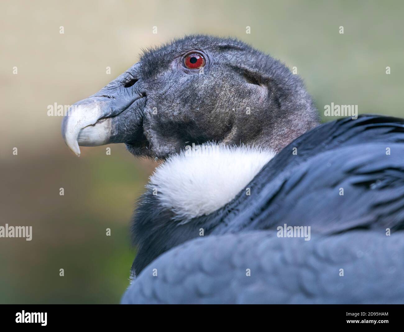 Andean condor ecuador hi-res stock photography and images - Alamy
