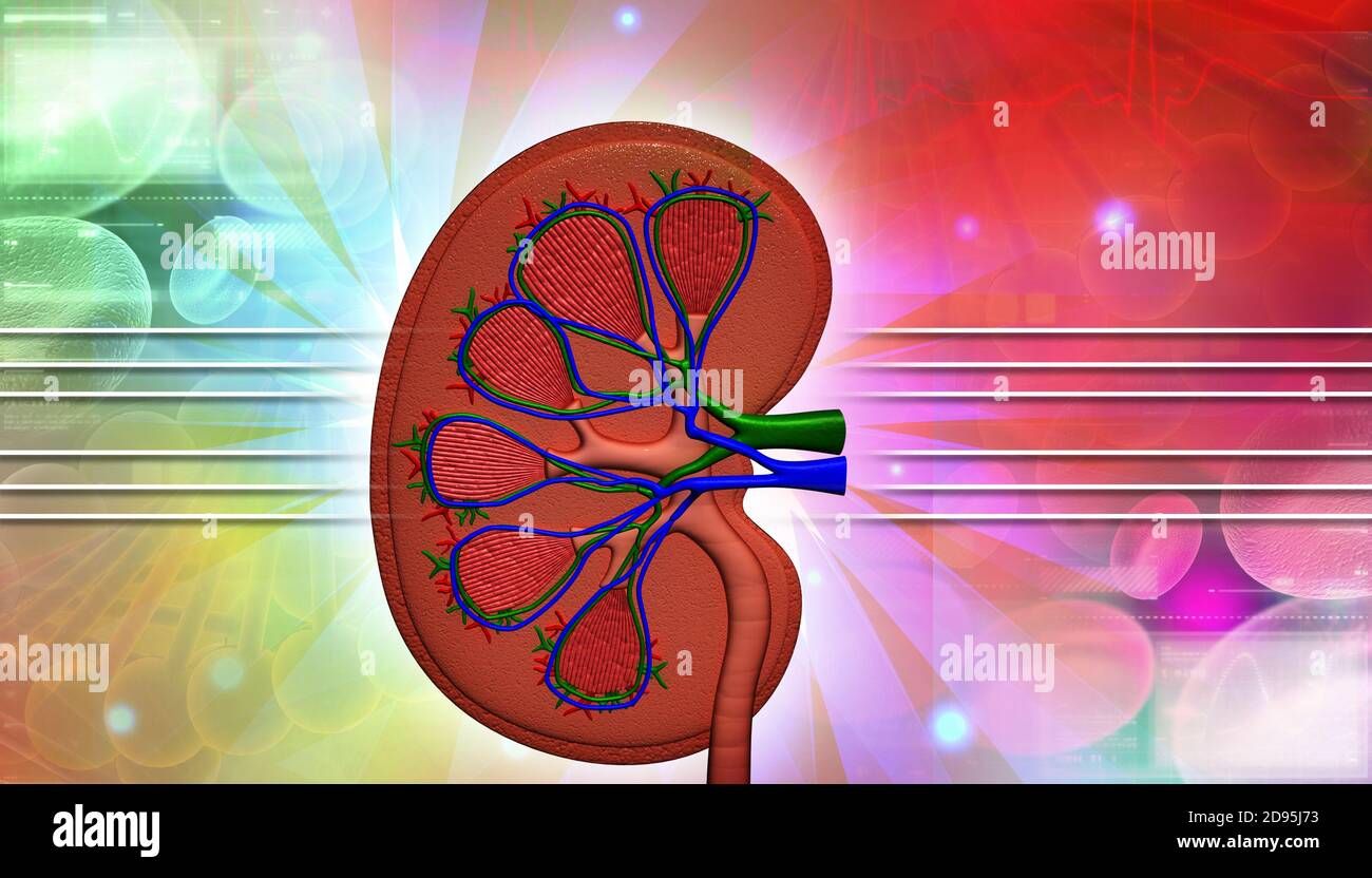 Anatomical drawing of a kidney Stock Photo - Alamy