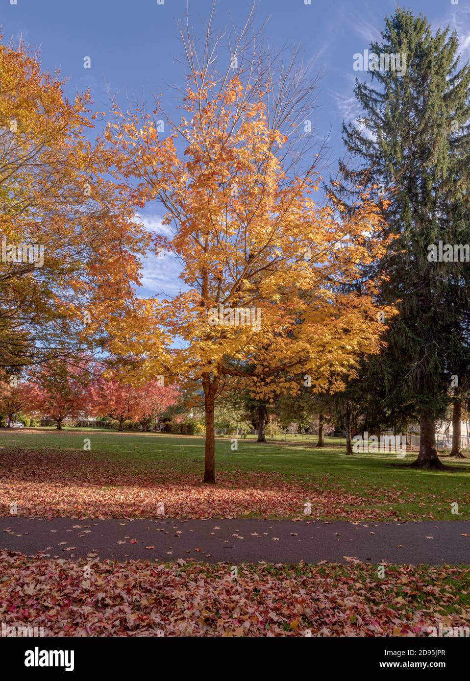 Fall colors in a public park Gresham Oregon state Stock Photo - Alamy