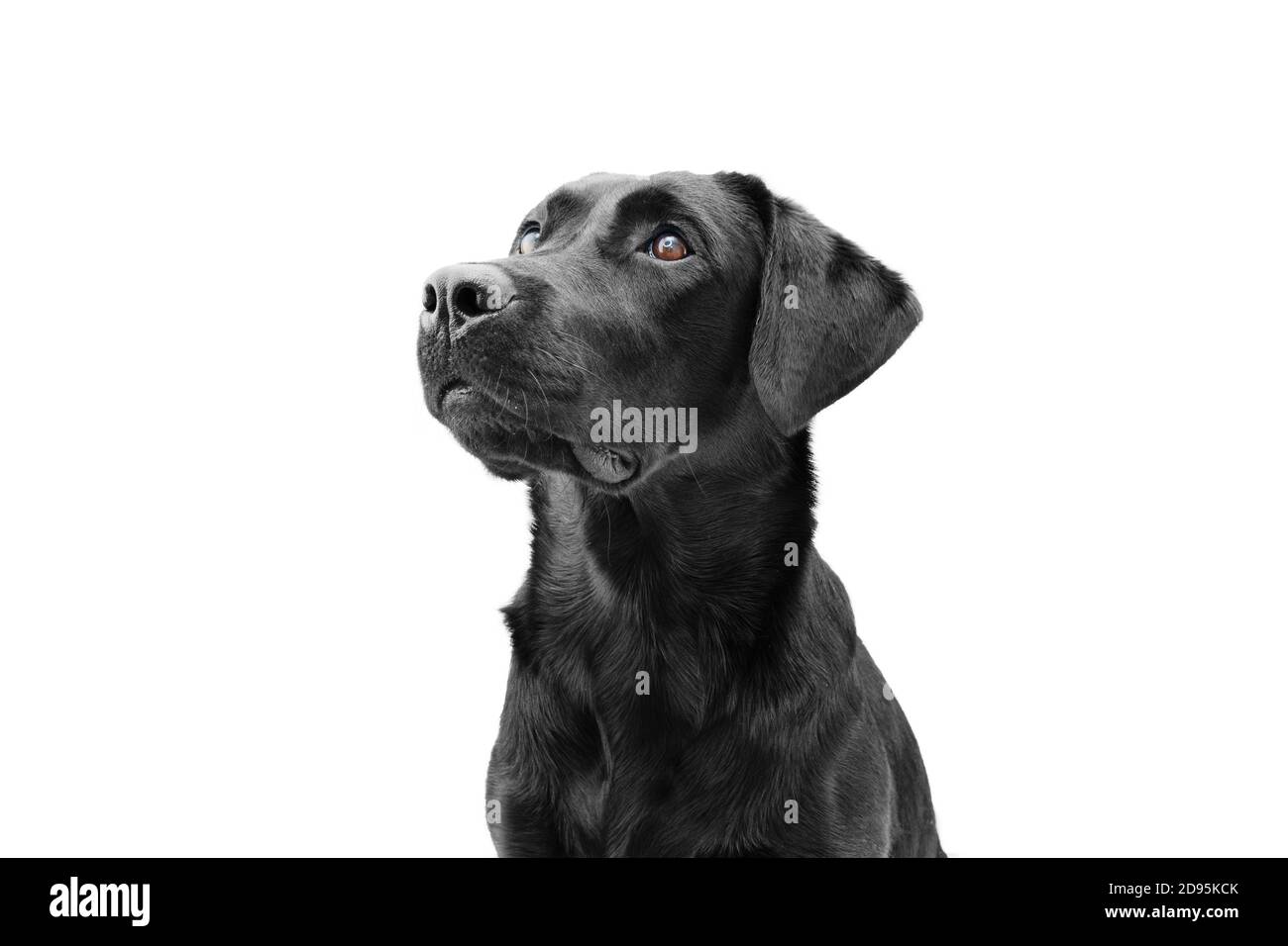 Attentive black labrador dog looking up, side view. Isolated on white ...