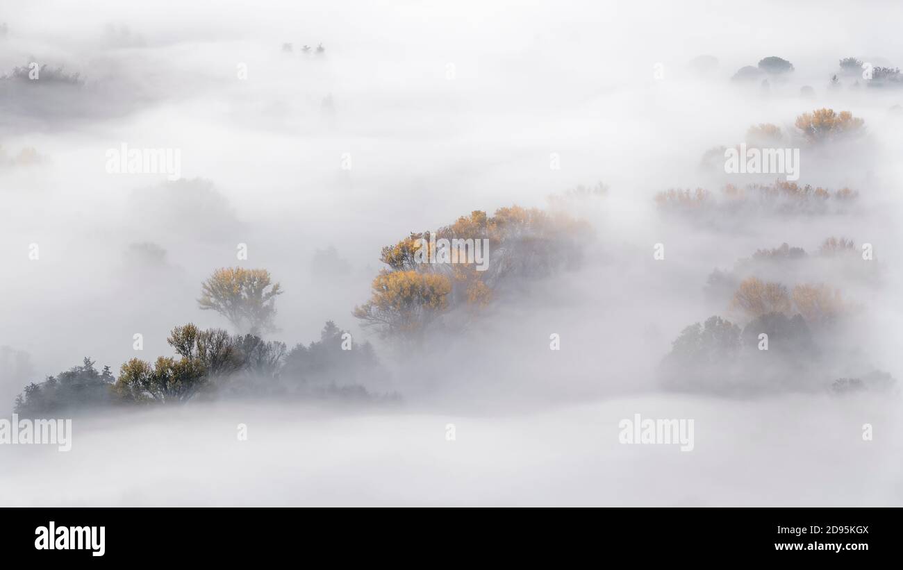 Wild forest wrapped mist hi-res stock photography and images - Alamy