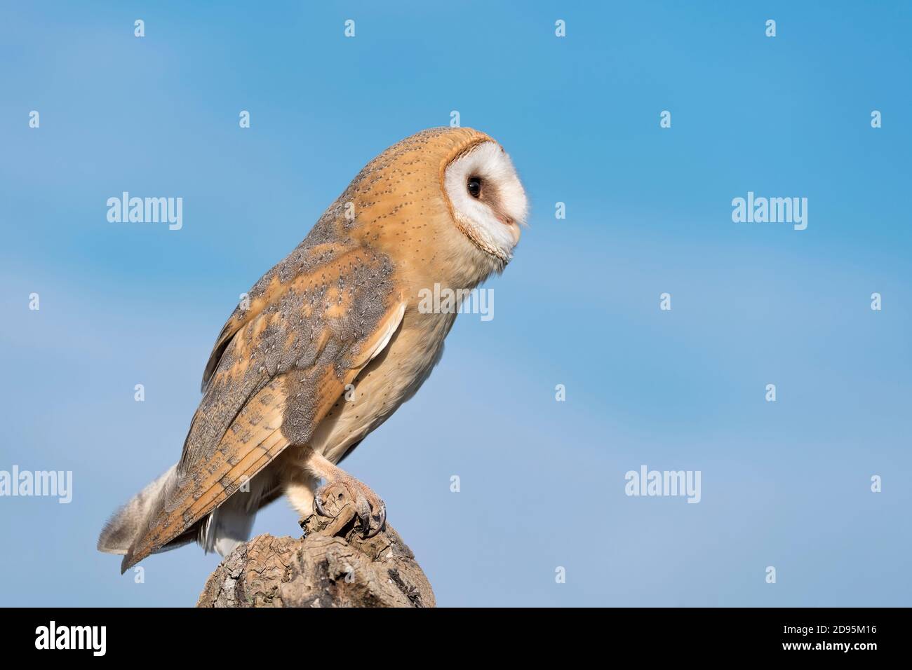 Barn Owl Blue Sky High Resolution Stock Photography and Images - Alamy