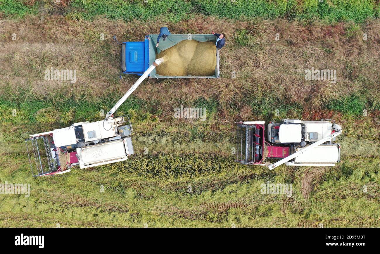 Rice loading hi-res stock photography and images - Alamy