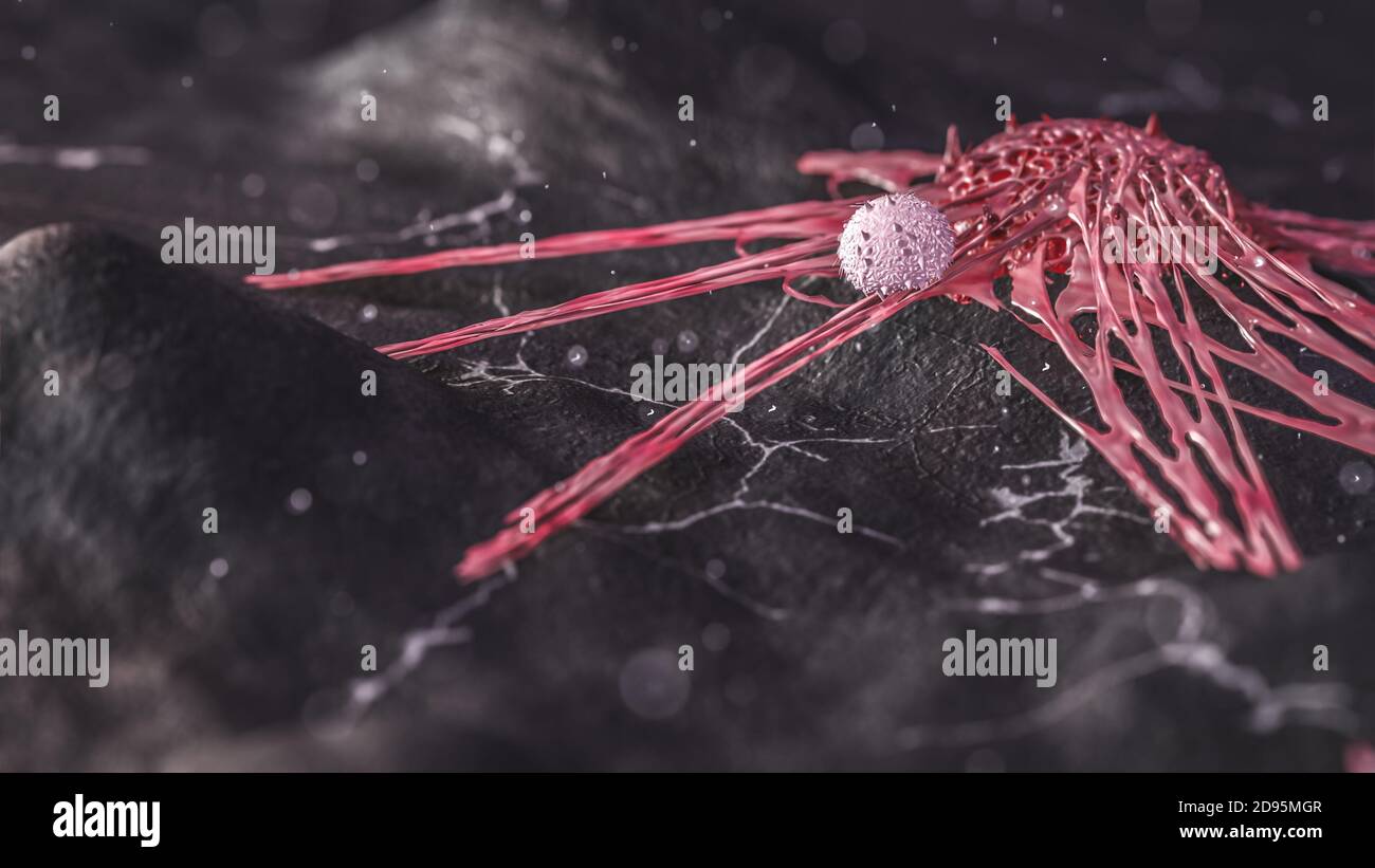 T-Cell attacking Cancer Cell infecting healthy tissue in oncology ...