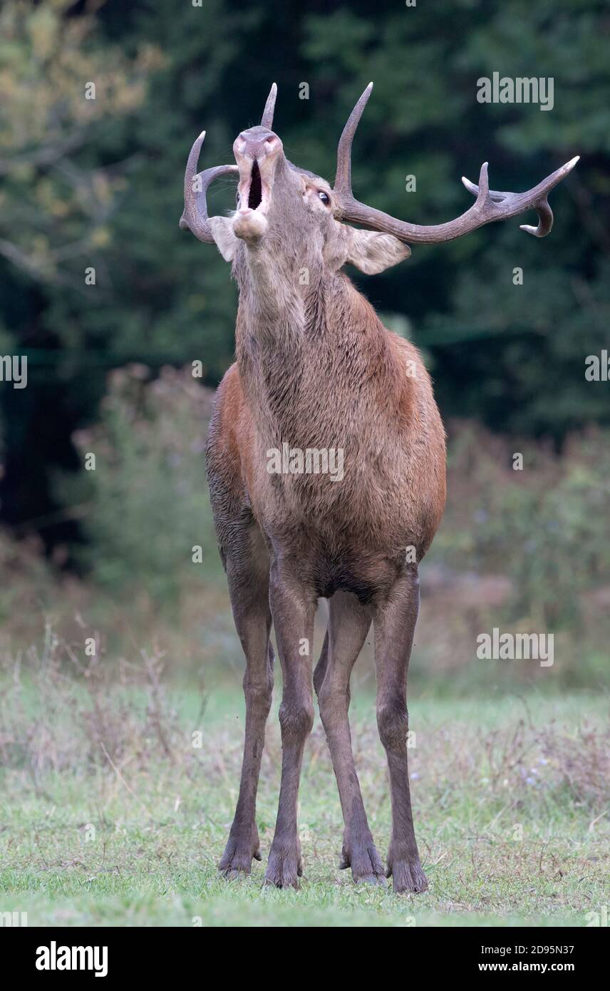 Red deer (Cervus elaphus) stag roaring during the autumnal rut, Abruzzo ...