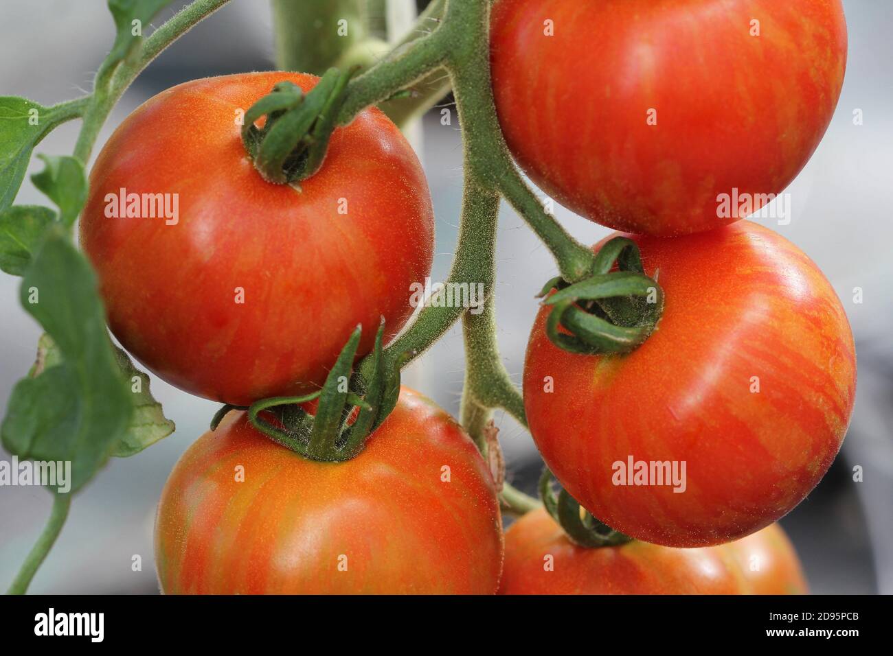 Tigerella hi-res stock photography and images - Alamy