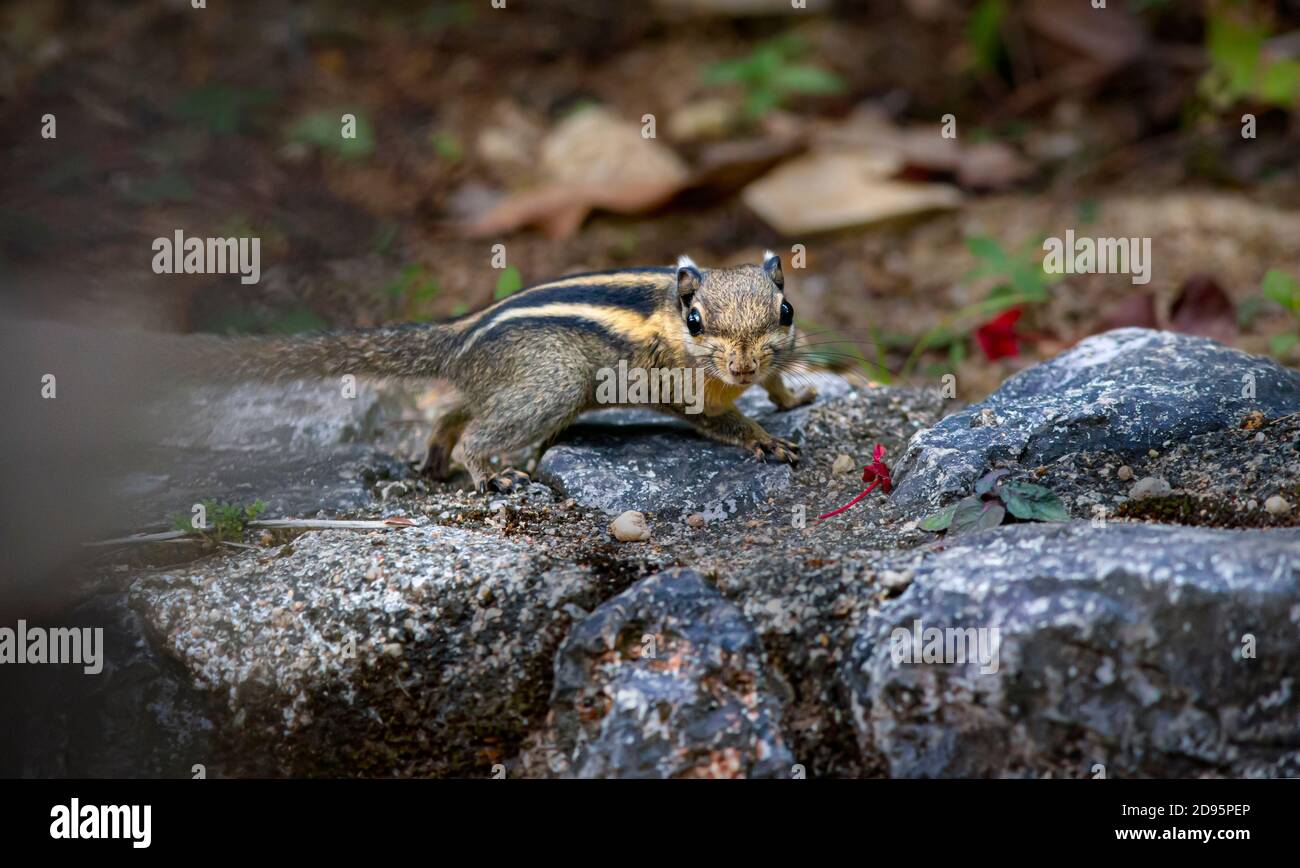 Himalayan striped squirrel (Tamiops mcclellandii Stock Photo - Alamy