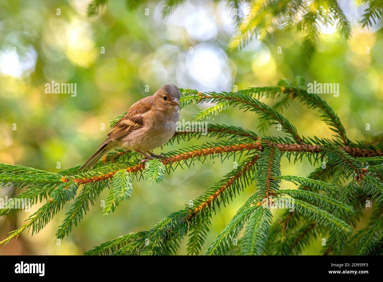 Portrait of a bird Stock Photo - Alamy
