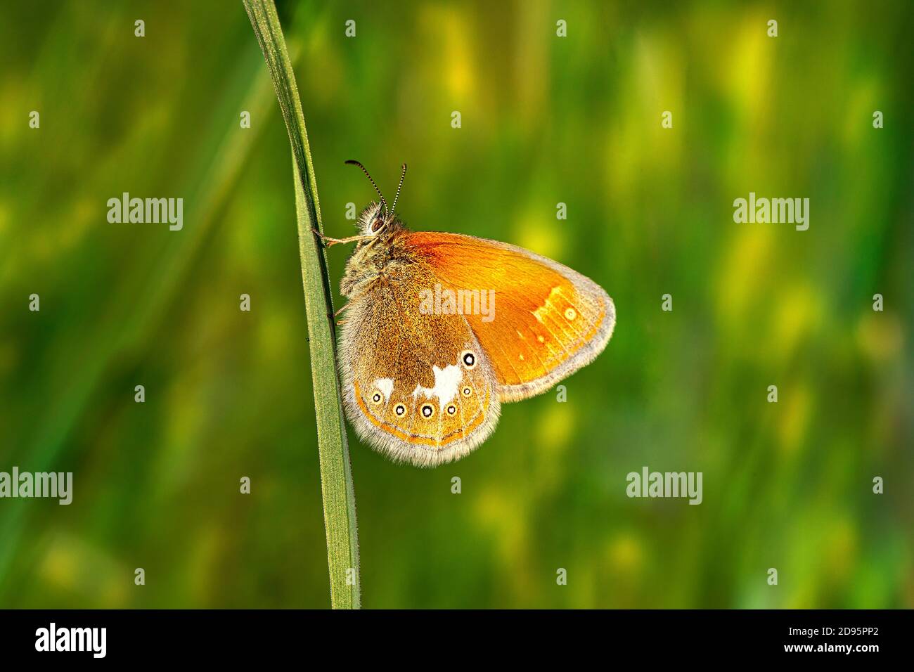 Chestnut heath butterfly hi-res stock photography and images - Alamy
