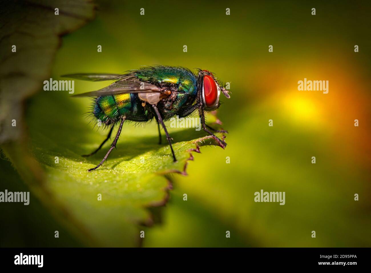 Common green bottle fly (Lucilia sericata Stock Photo - Alamy
