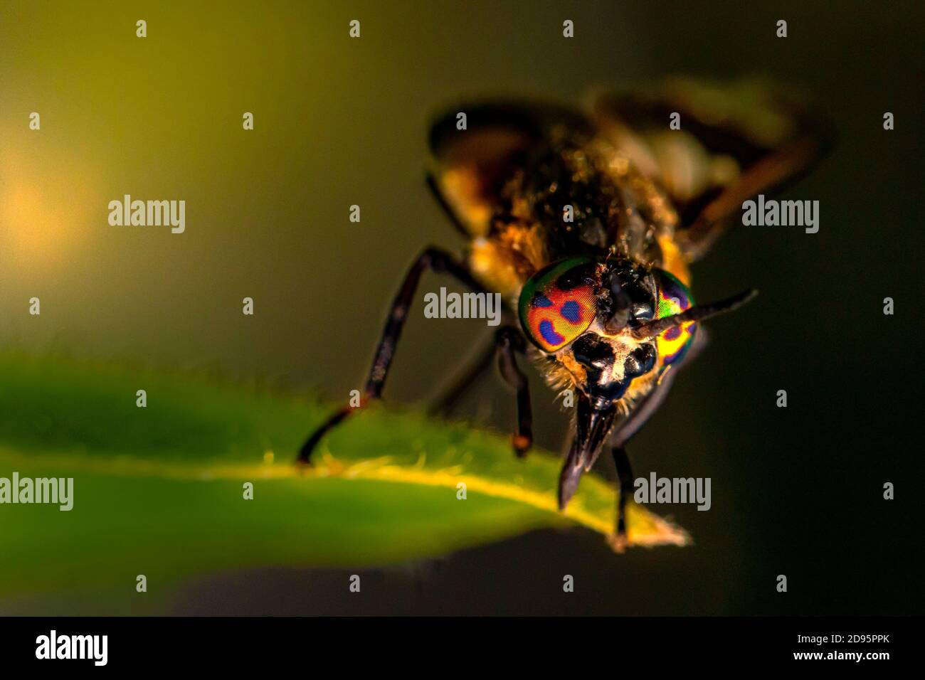 Chrysops Caecutiens High Resolution Stock Photography and Images - Alamy