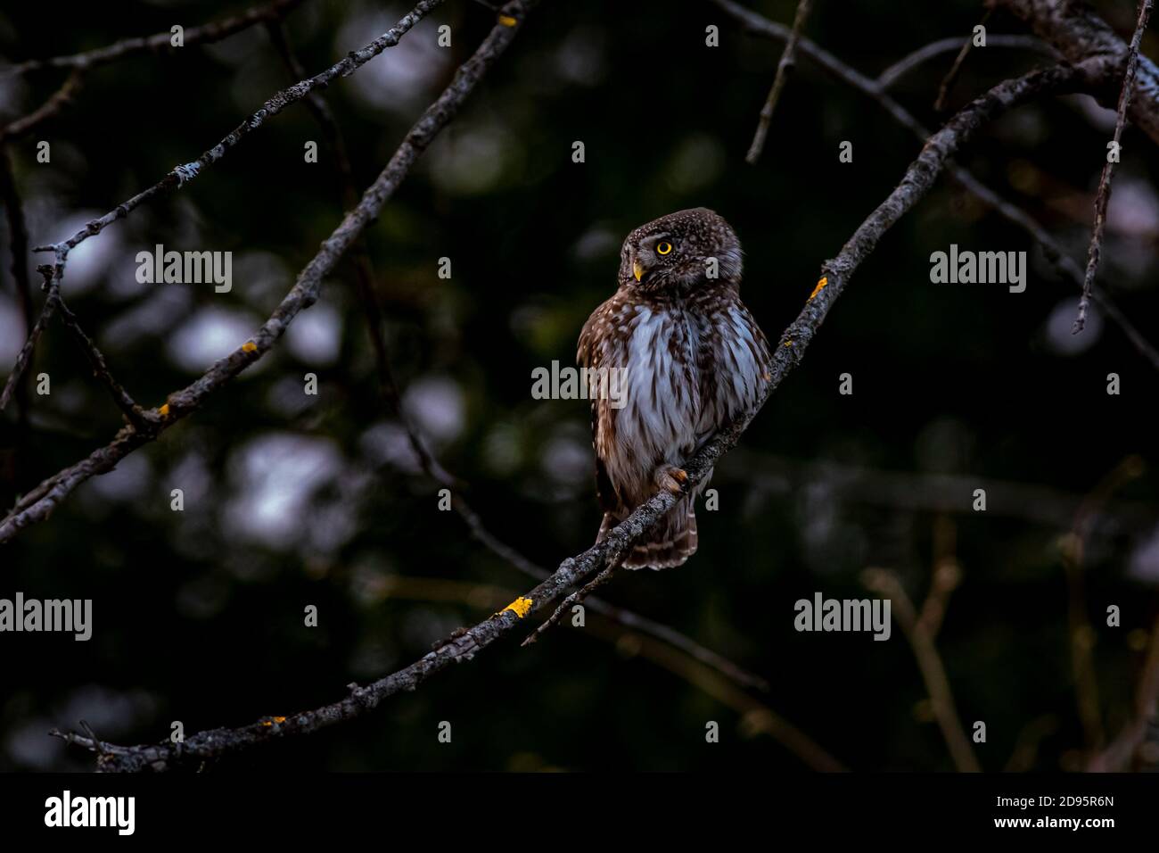 Eurasian pygmy owl (Glaucidium passerinum Stock Photo - Alamy