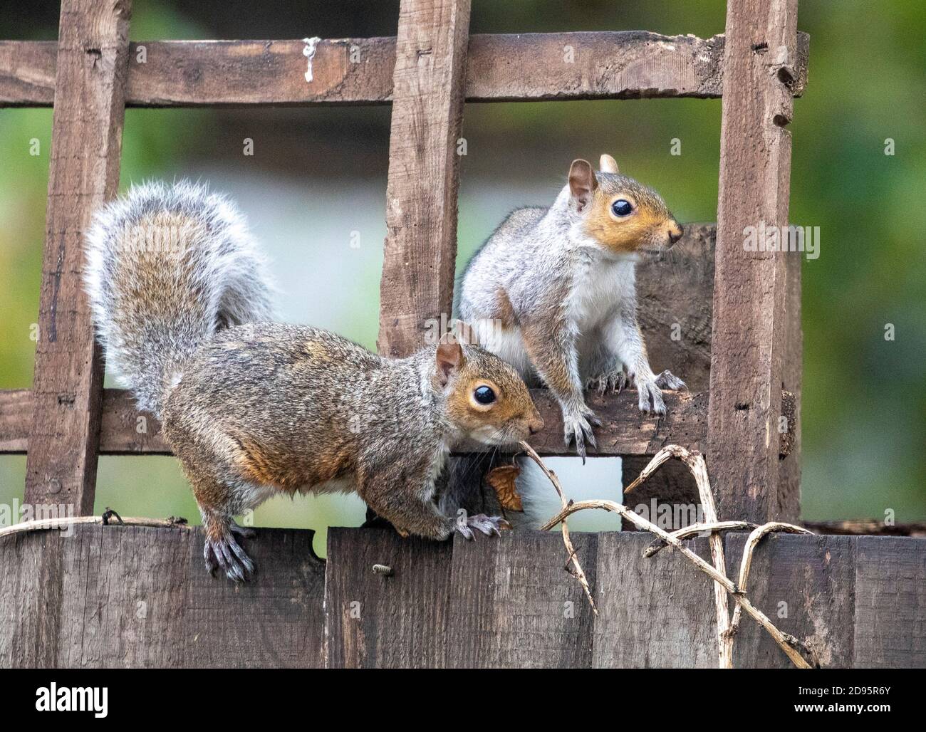 a pair of squirrels Stock Photo - Alamy