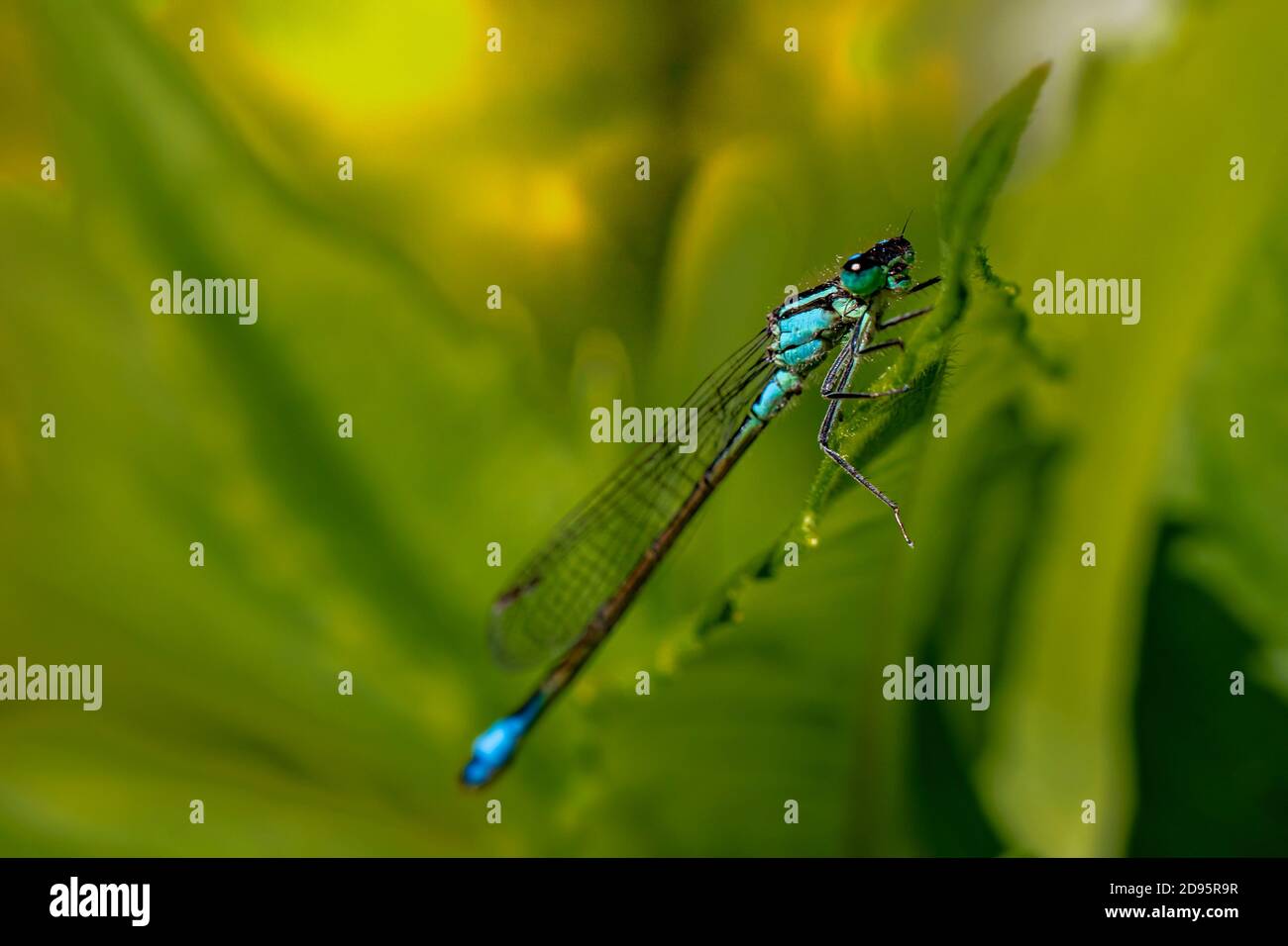 Blue darter hi-res stock photography and images - Alamy