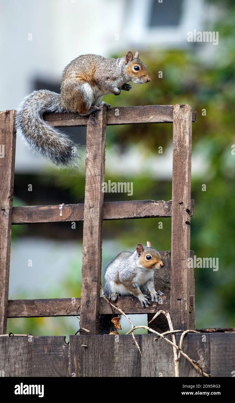 Two grey squirrels in hi-res stock photography and images - Alamy
