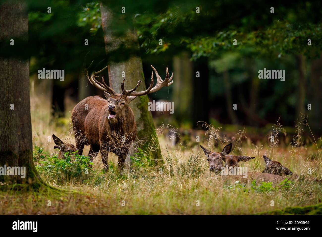 Rutting deer hi-res stock photography and images - Alamy